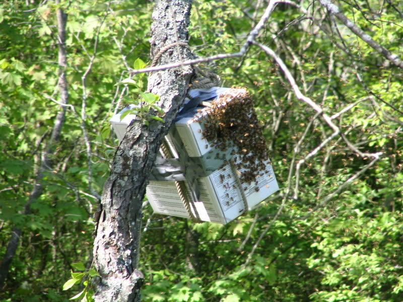 Swarm Traps | Beesource Beekeeping Forums