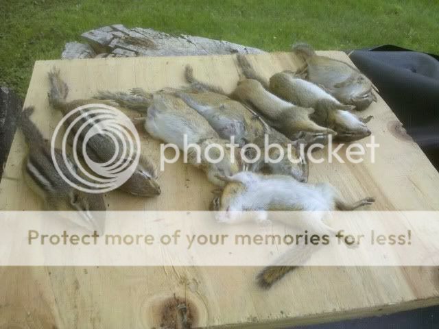 Chipmunk hunting in MA? | Northeastshooters.com Forums