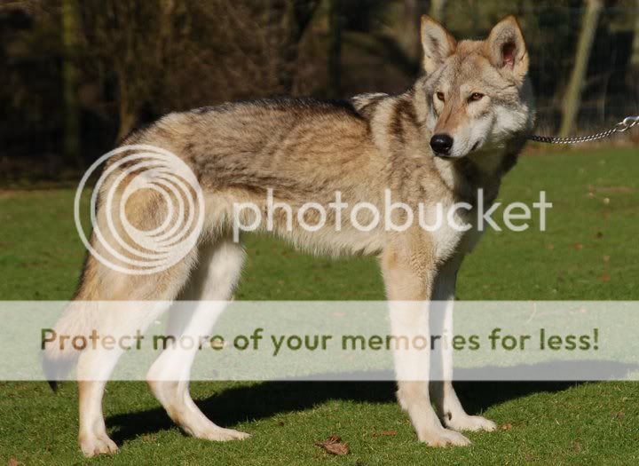 All the tamaskans of the forum and even more (pictures only ...