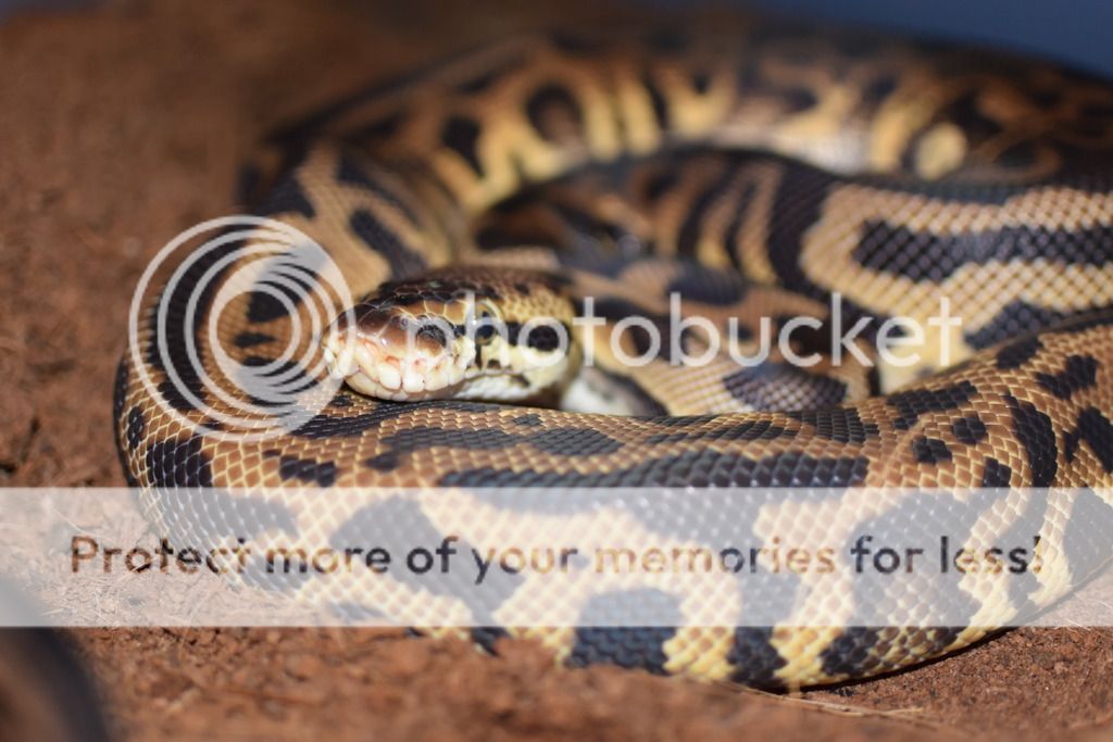 Ball python male or female? | Chameleon Forums