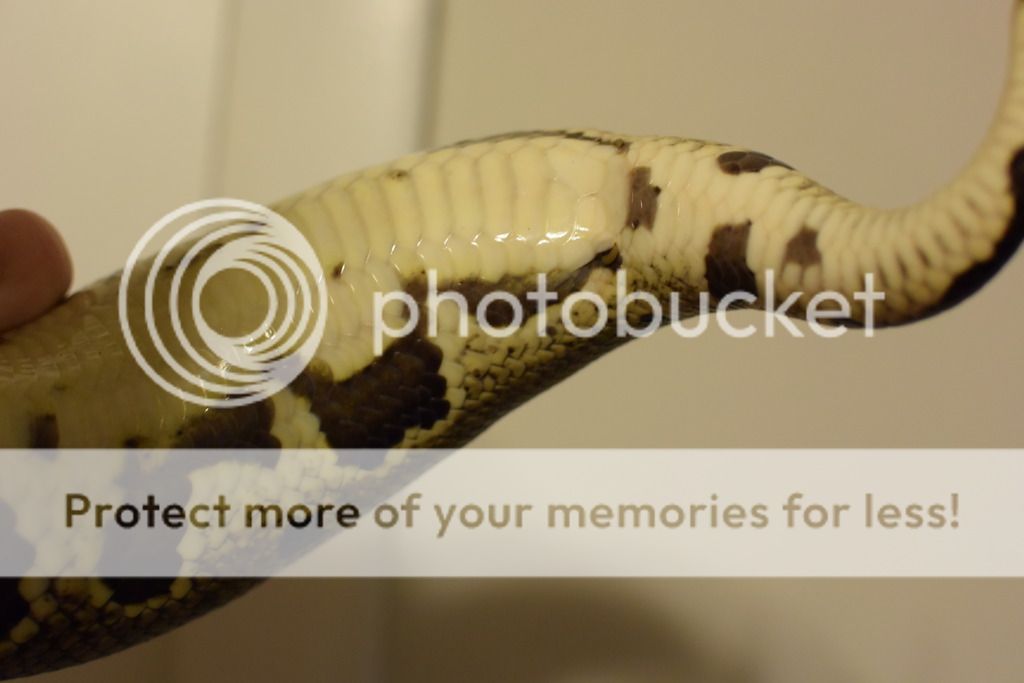 Ball python male or female? | Chameleon Forums