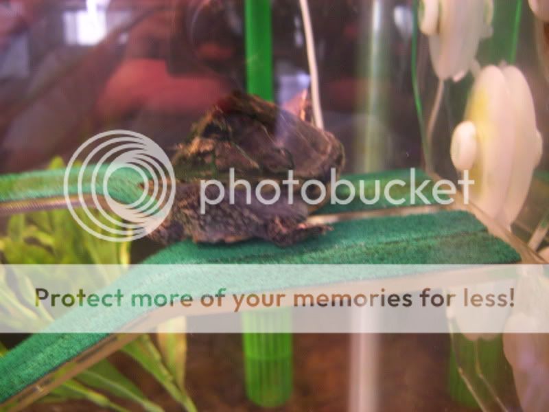 Is my turtle fat? - General Turtle Discussions - Turtle Forum