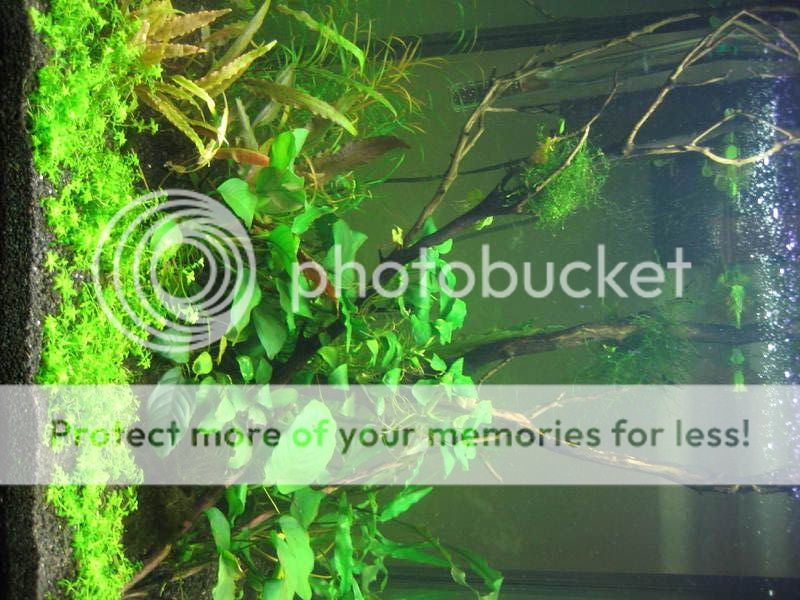 New oceanic 33 - low tech tank | The Planted Tank Forum