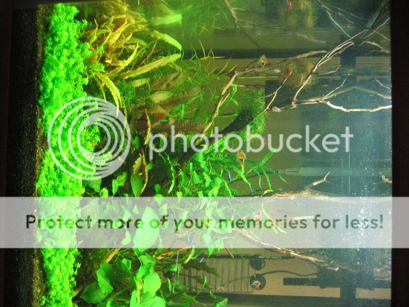 New oceanic 33 - low tech tank | The Planted Tank Forum