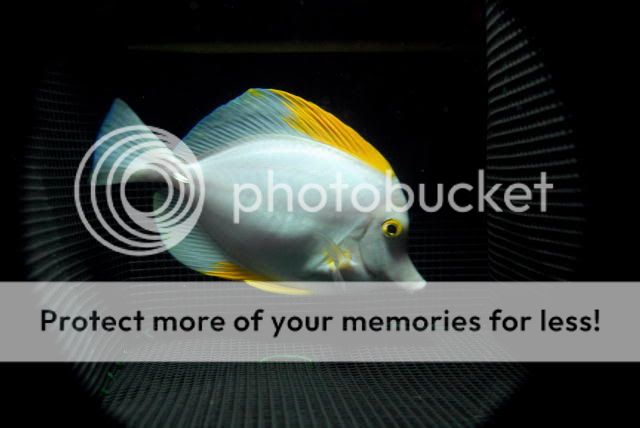 Hybrid tang - Fish Forum - Nano-Reef Community