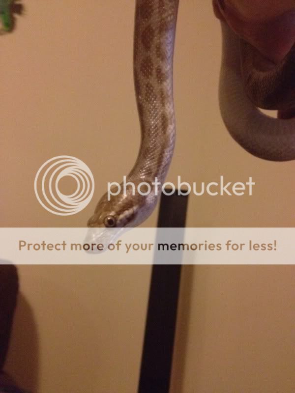 Swollen children's python | Page 2 | Aussie Pythons & Snakes Forum