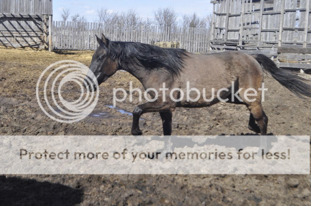 2 year old gelding | The Horse Forum