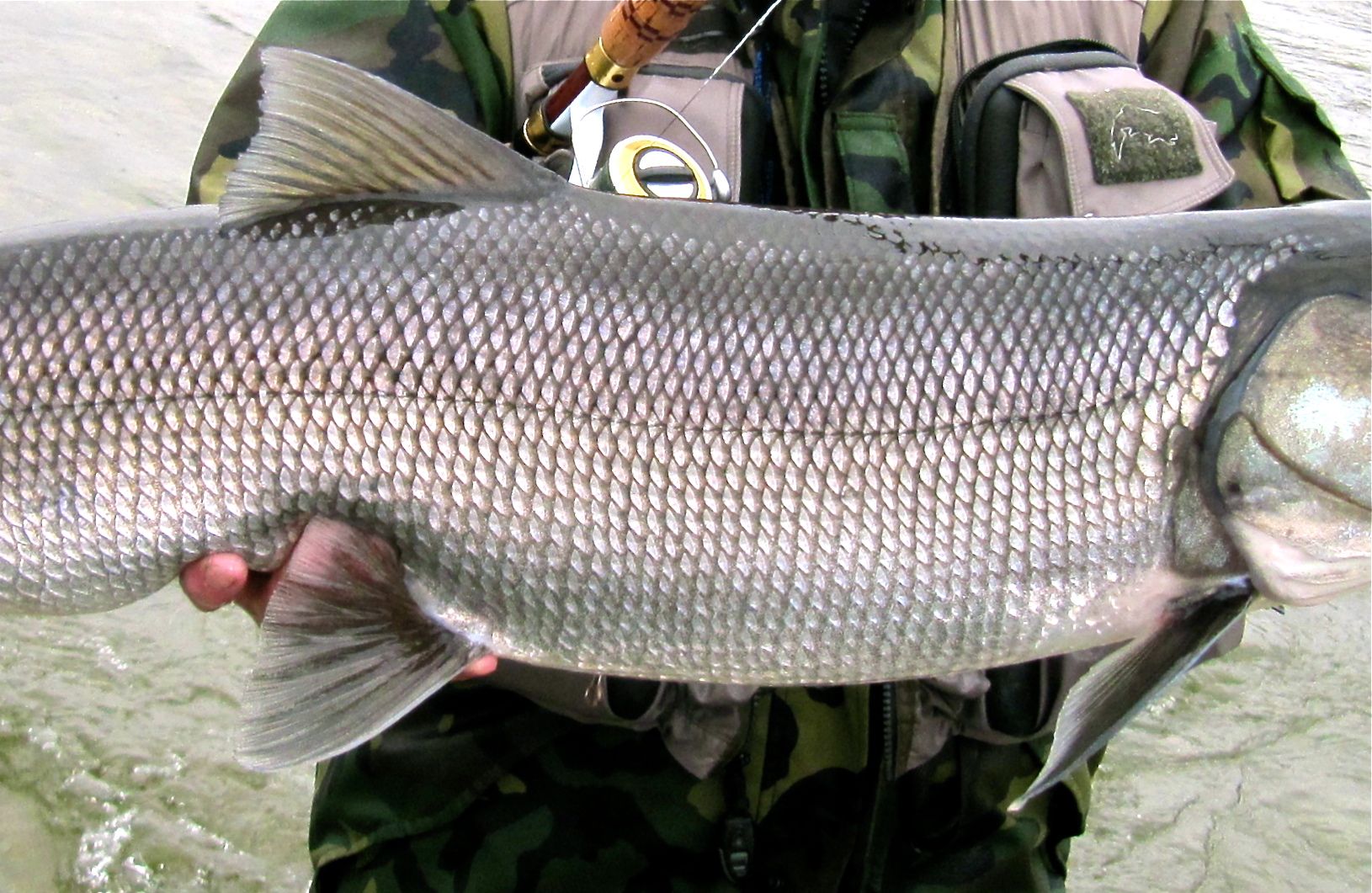 Sheefish...Inconnu......(Stenodus leucichthys) | Welcome to the ...