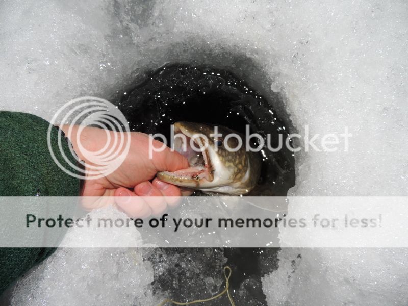 Cusk lines in Lake Winnepesauke today LAST UPDATE 03/17/2013 ...