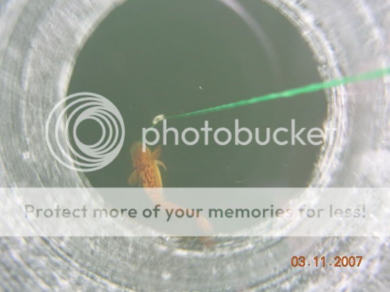 Cusk lines in Lake Winnepesauke today LAST UPDATE 03/17/2013 ...