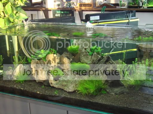 Ada Tanks Japan | The Planted Tank Forum
