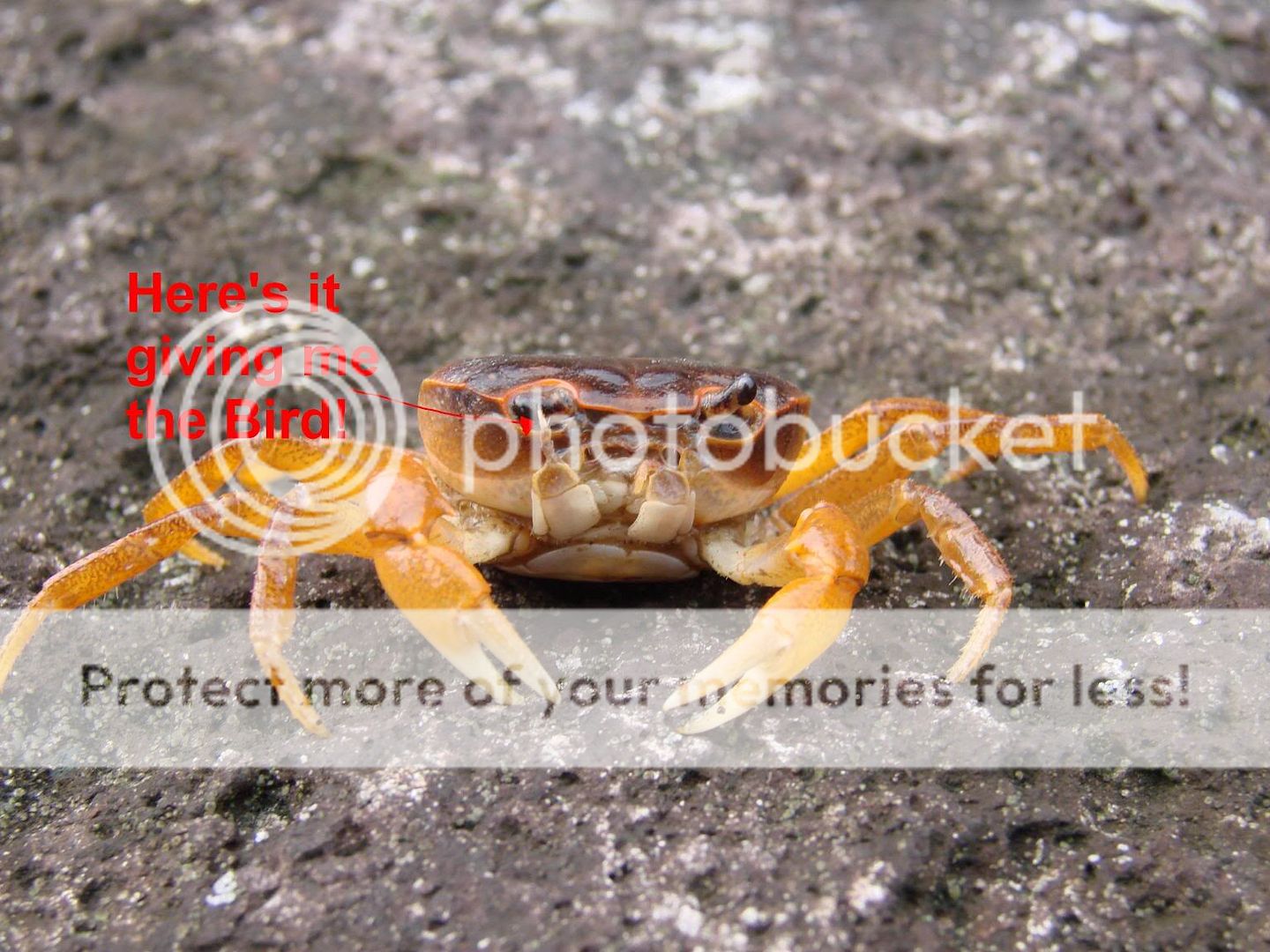 Sawa Kani | The Planted Tank Forum