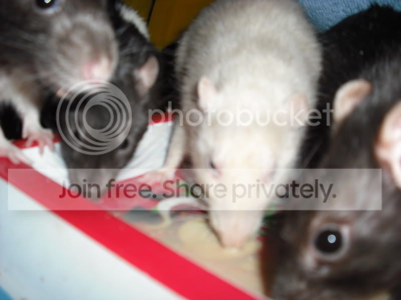 Early signs of PT or something else? RIP Mischa :( | The Rat Shack ...