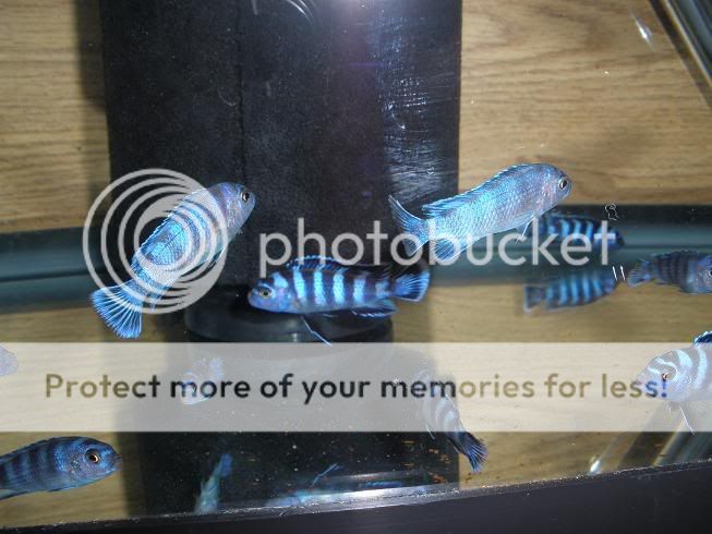 An Ode to Ps. Demasoni | Cichlid Fish Forum