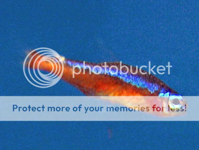 Update On My ‘sick’ Cardinal Tetra | Fish Forum