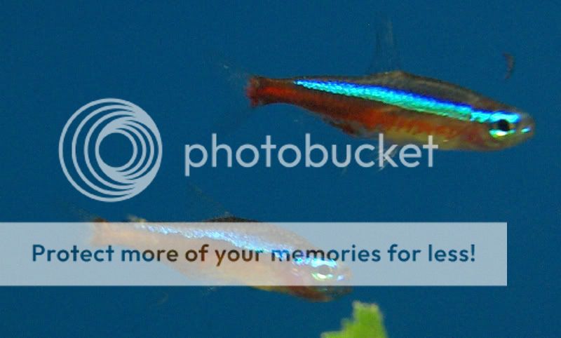 Update On My ‘sick’ Cardinal Tetra | Fish Forum