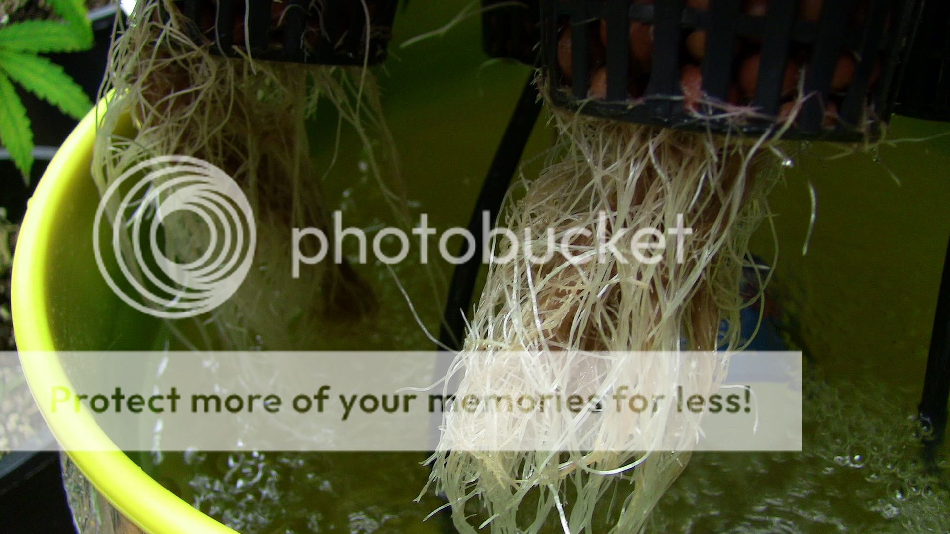 DWC Root Slime Cure aka How to Breed Beneficial Microbes | Page 81 ...