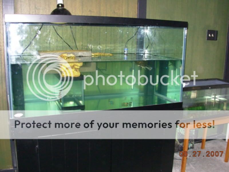 Redearslider.com :: View topic - BIG upgrade 20 to 120 gallon!